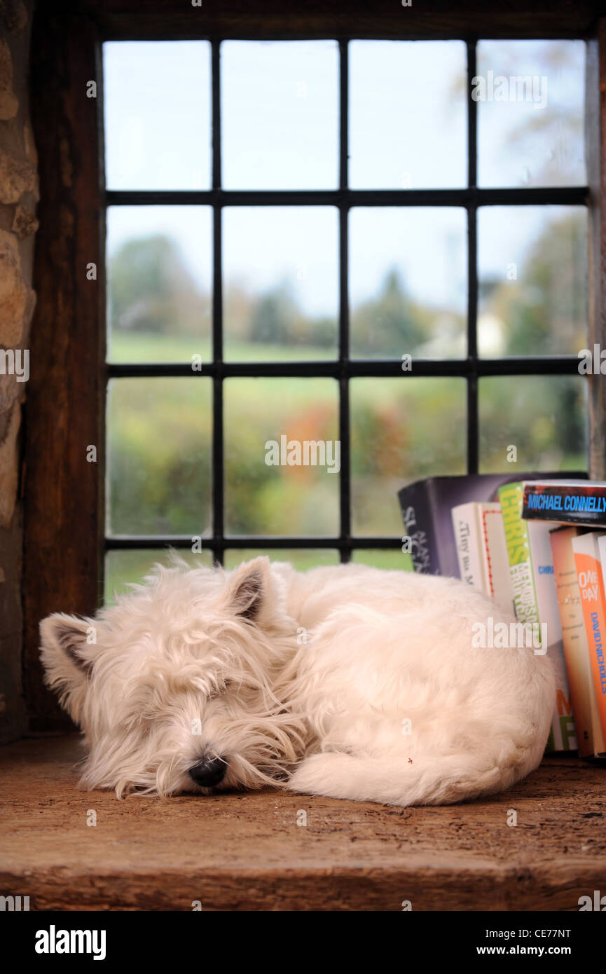 A West Highland White Terrier pet dog sleeping on a window ledge in a ...