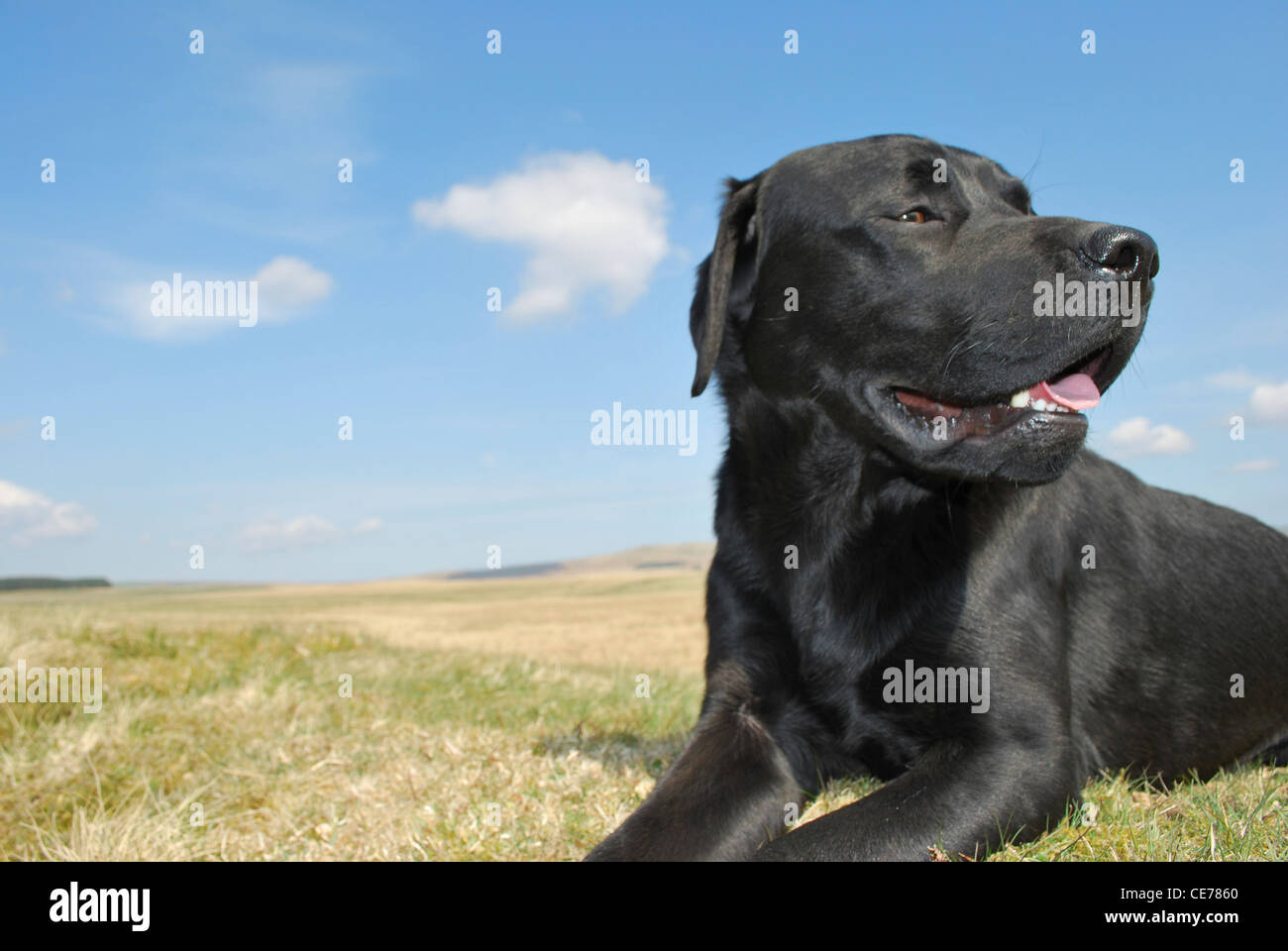 Black Labrador retriever with landscape background showing fields and ...