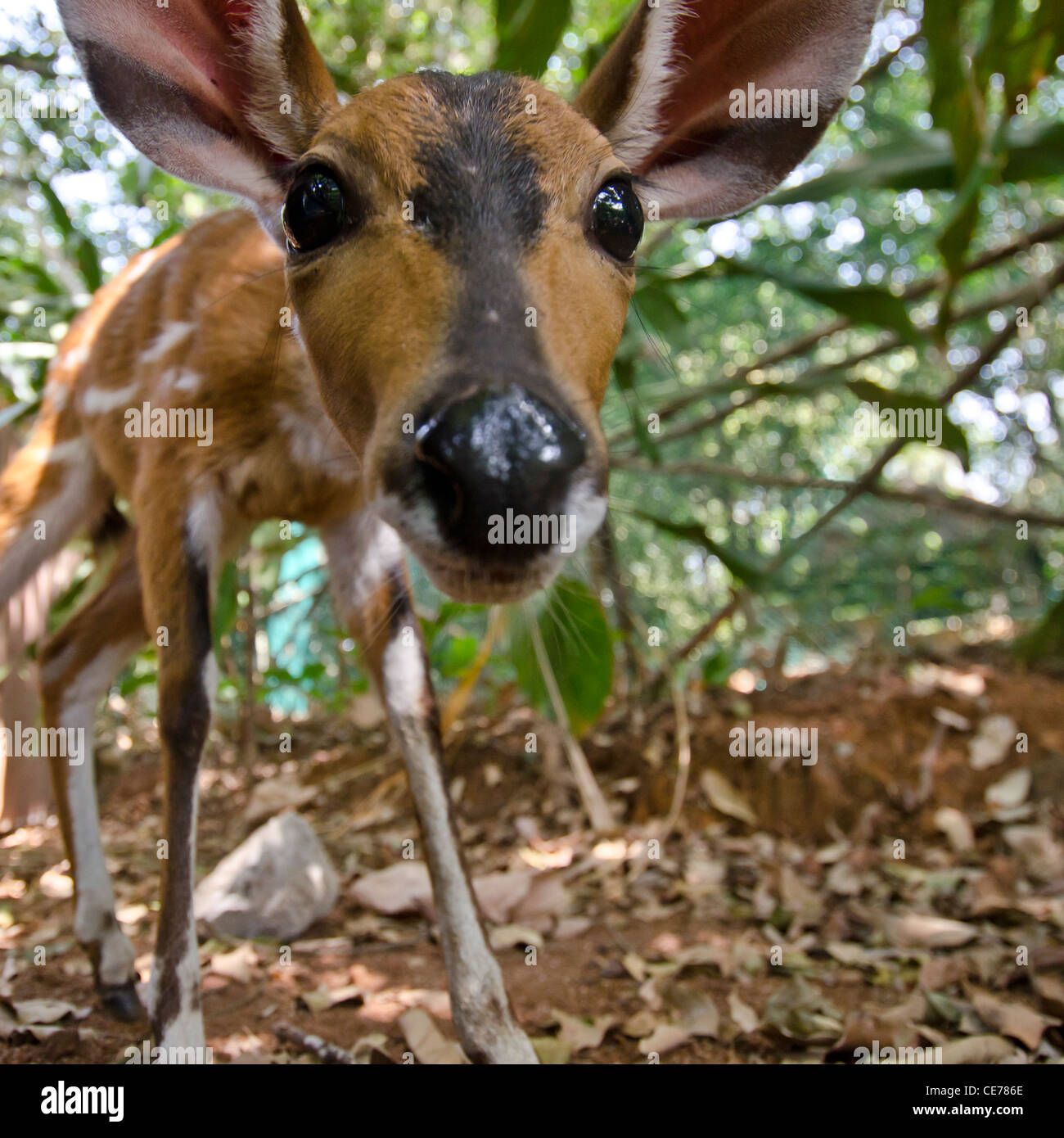 Bambi up close hi-res stock photography and images - Alamy