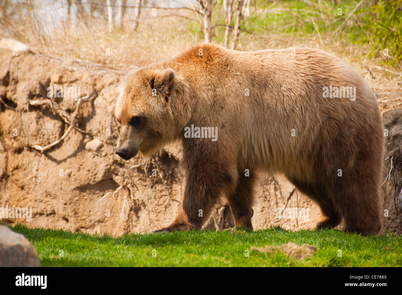 Full profile of a brown bear hi-res stock photography and images - Alamy