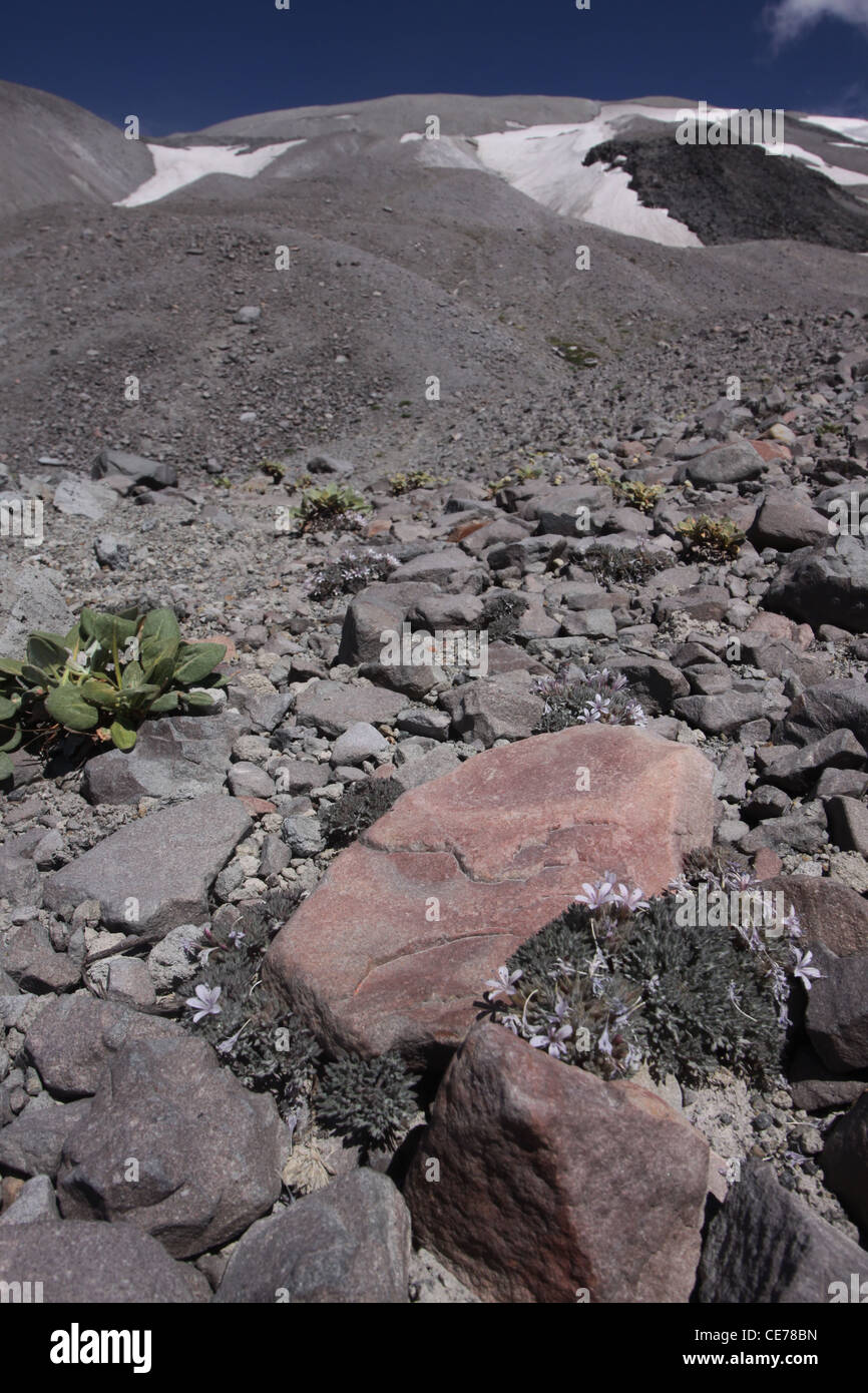 ash lava plant regrowth flower outside of crater Mount St Helens ...