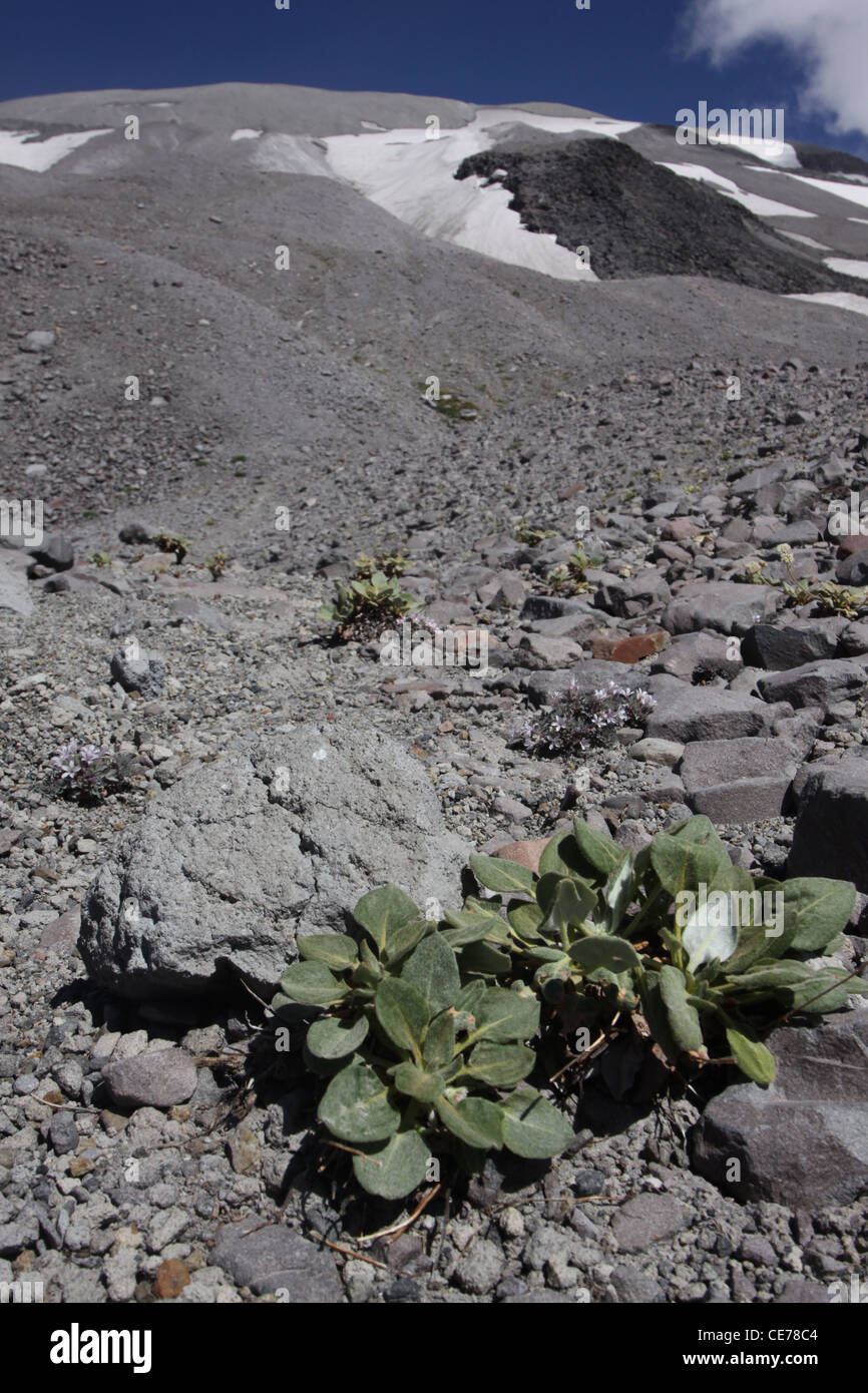 Lava volcano plant hi-res stock photography and images - Alamy