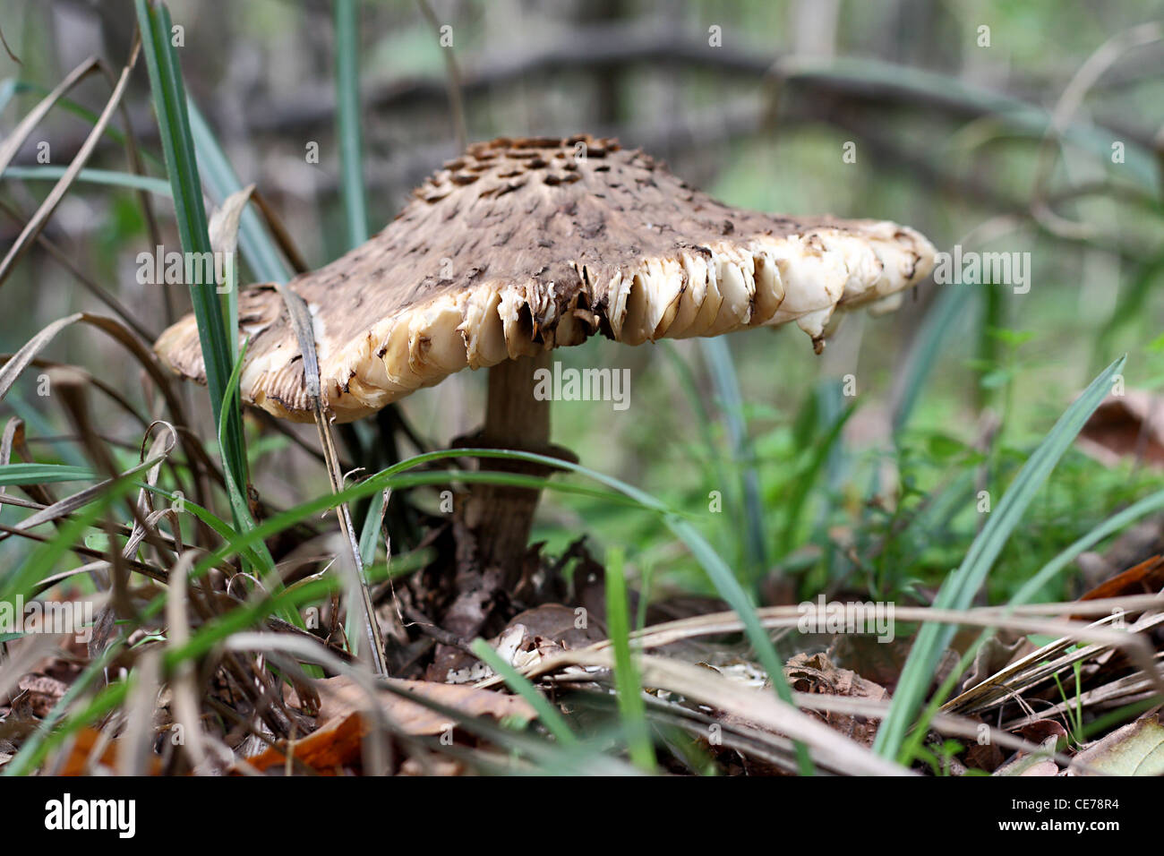 Big mushroom among the grass Stock Photo - Alamy