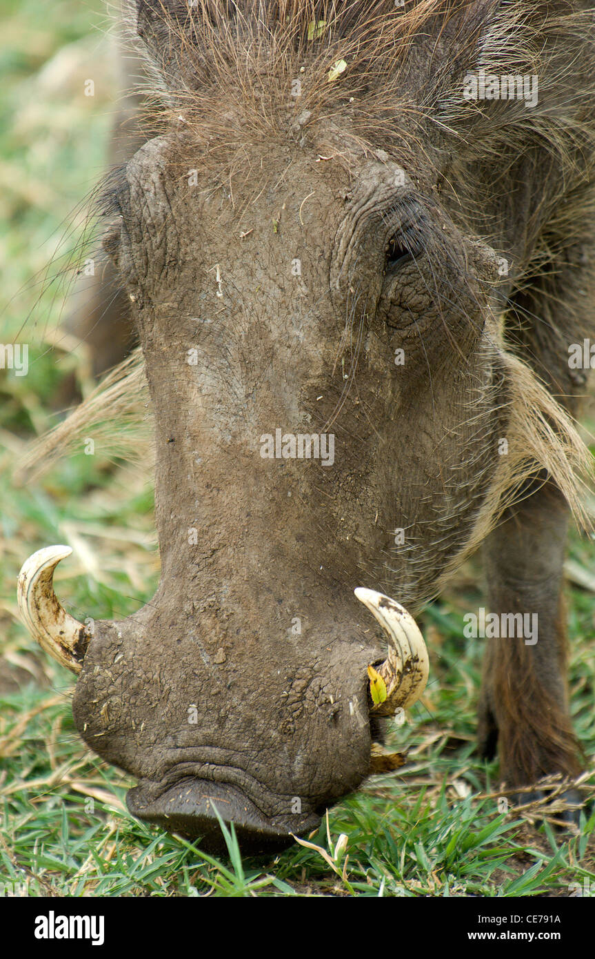 An adult warthog feeding in Lake Manyara National Park, Tanzania Stock ...