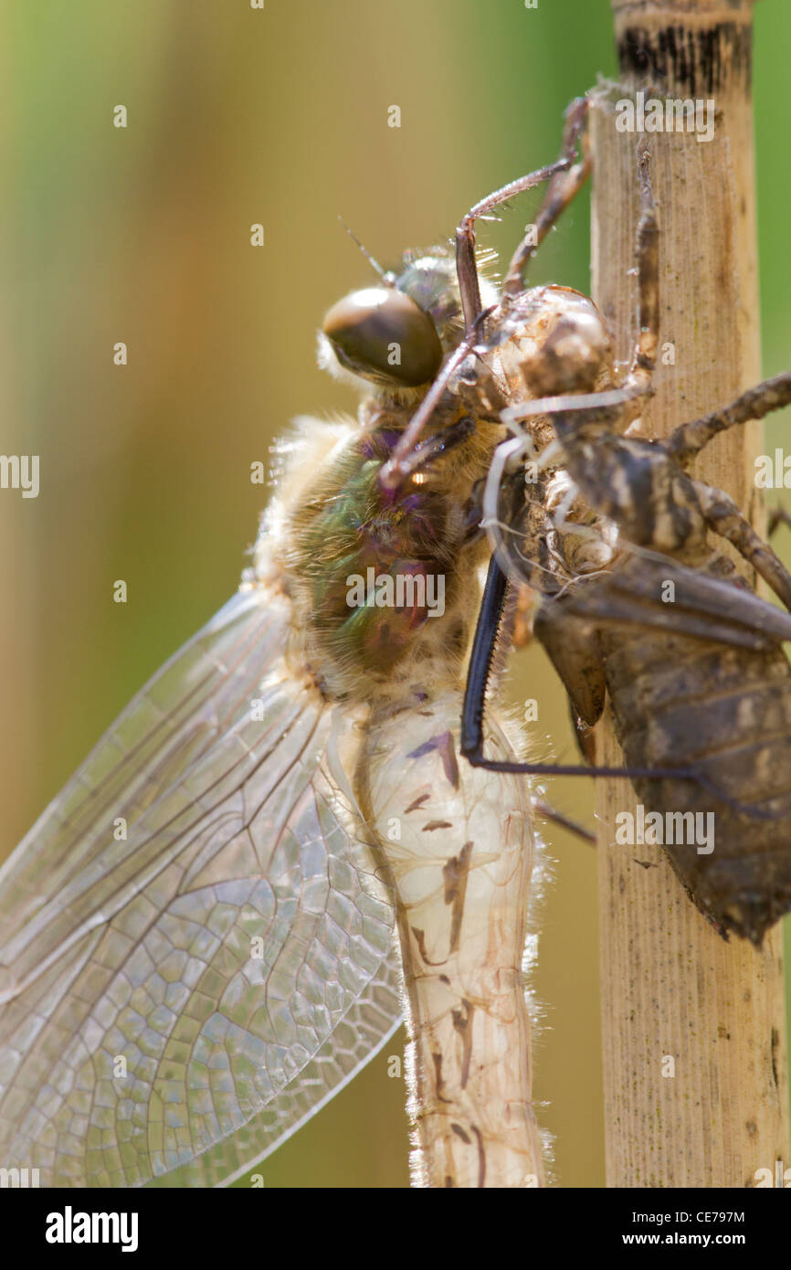 Emerging Downy Emerald (Cordulia aenea) dragonfly Stock Photo - Alamy
