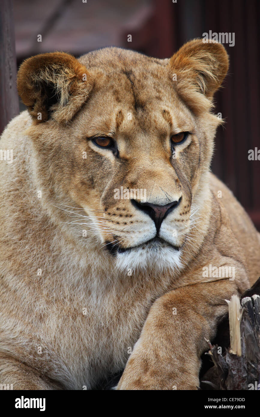 Beautiful lioness portrait Stock Photo - Alamy