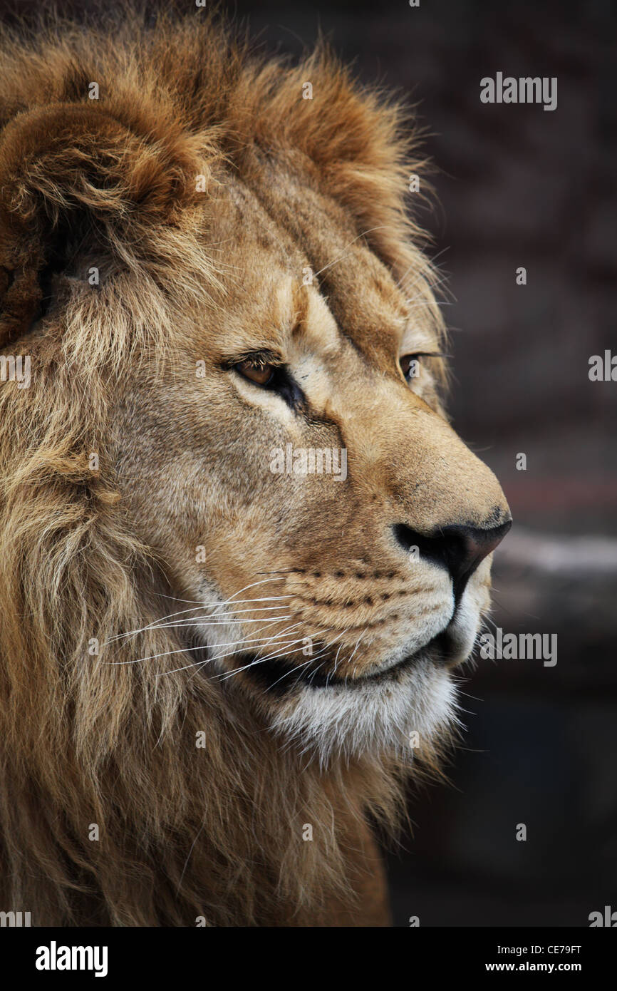 Big beautiful lion portrait Stock Photo - Alamy
