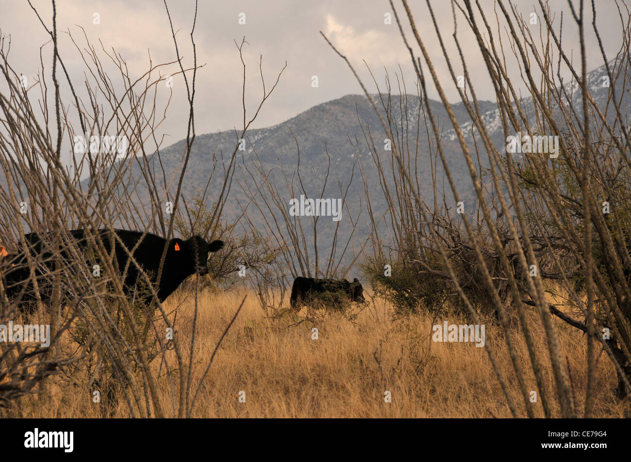 Cattle graze in the grasslands in the foothills of the Santa Rita ...