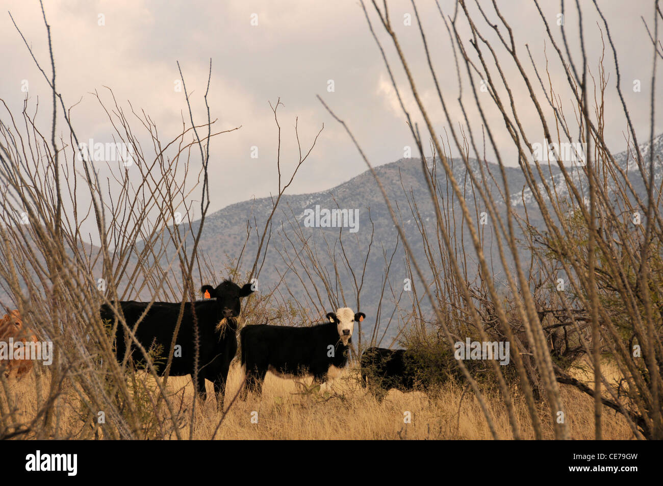 Cattle graze in the grasslands in the foothills of the Santa Rita ...