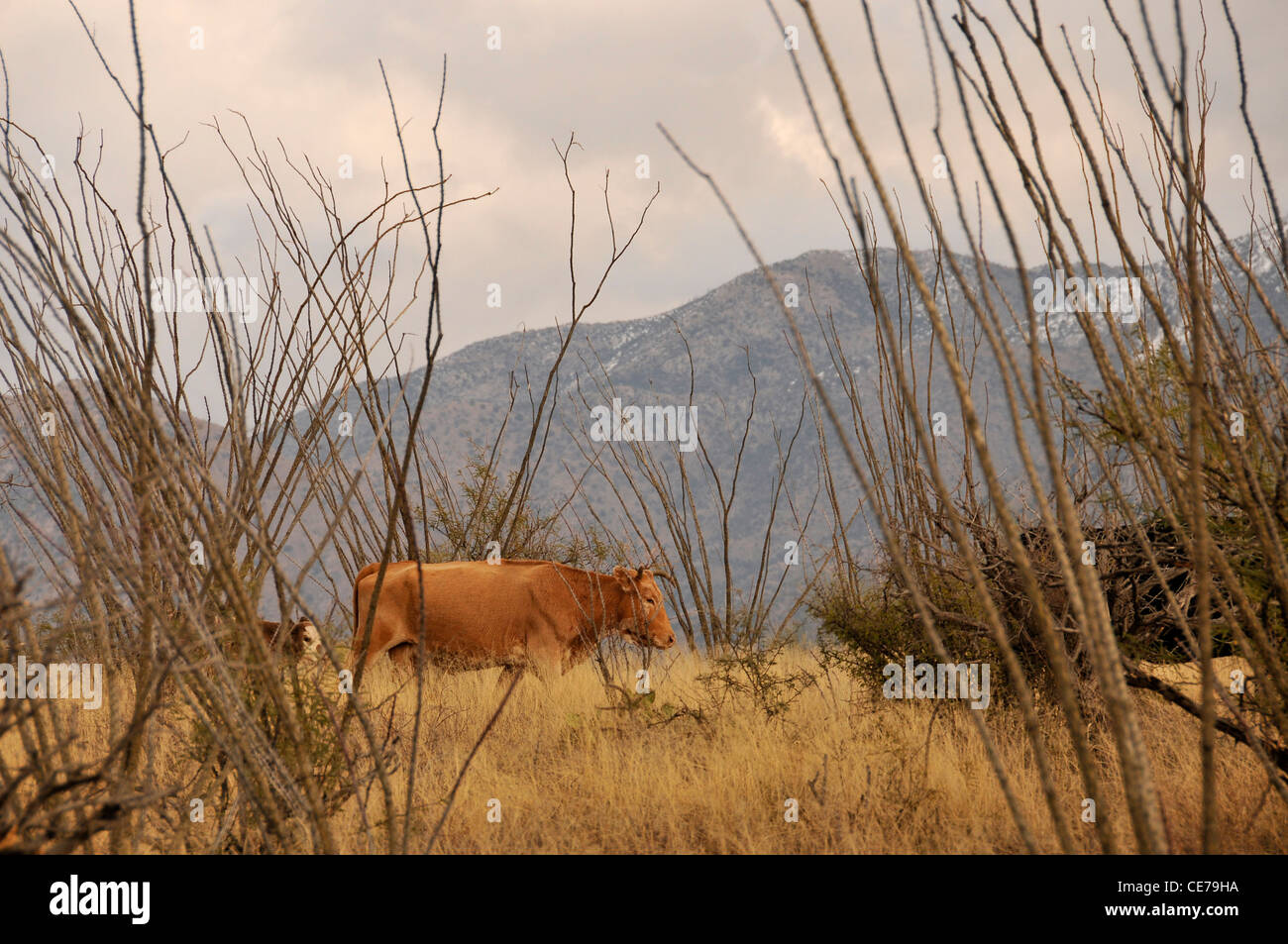 Cattle graze in the grasslands in the foothills of the Santa Rita ...