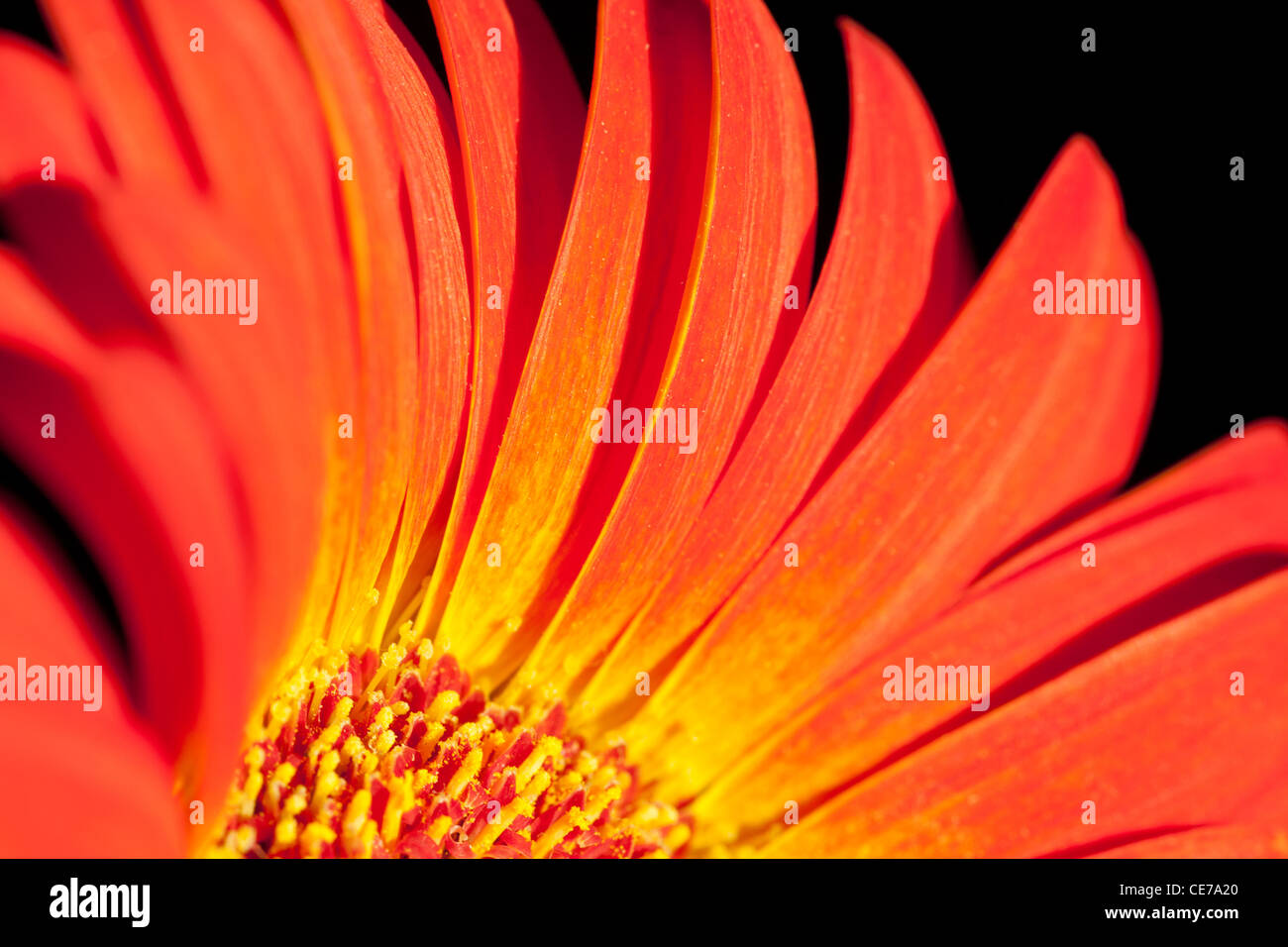 A closeup of the Gerbera Daisy Flower and petals Stock Photo - Alamy