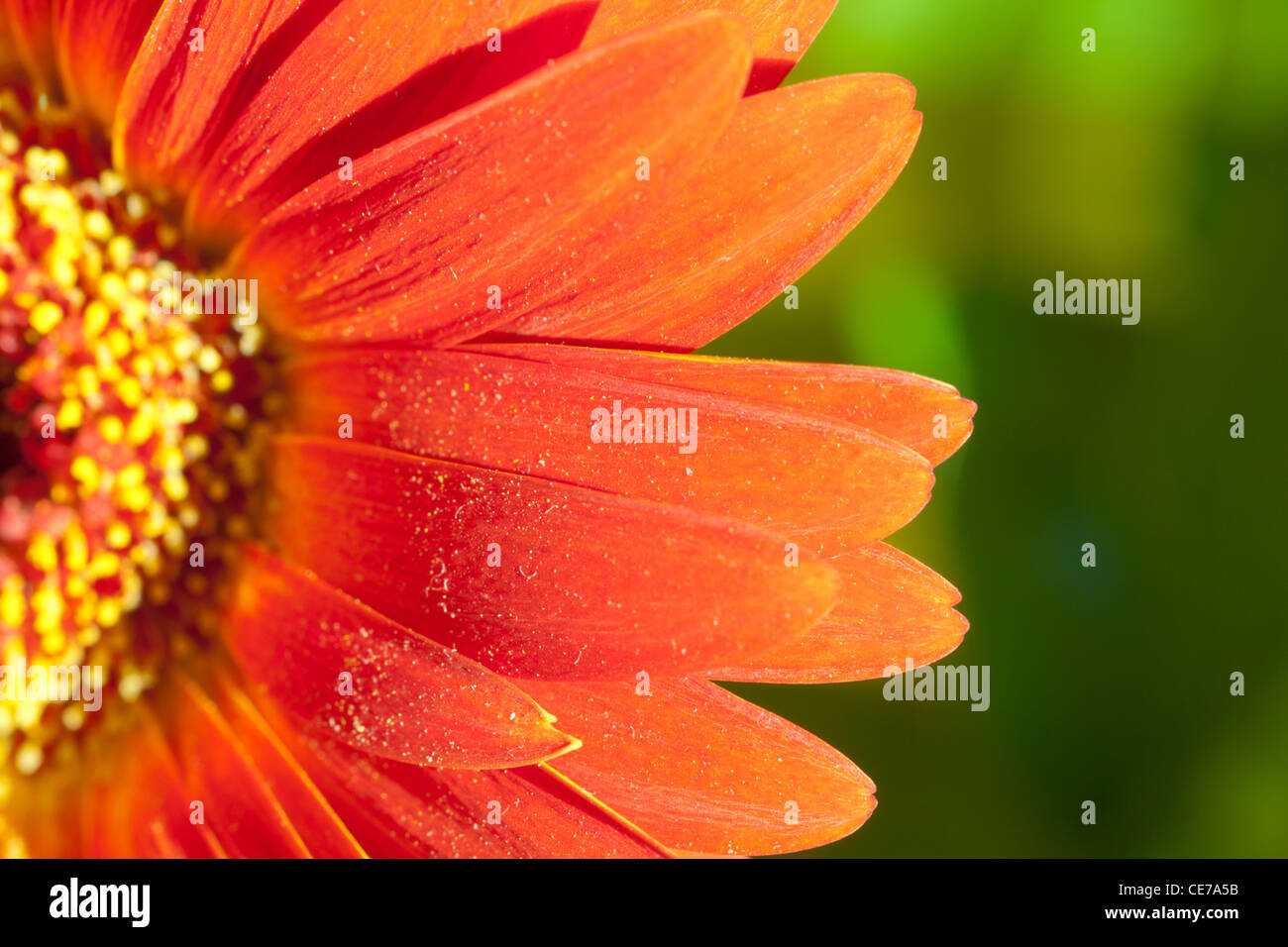 A closeup of the Gerbera Daisy Flower and petals Stock Photo - Alamy