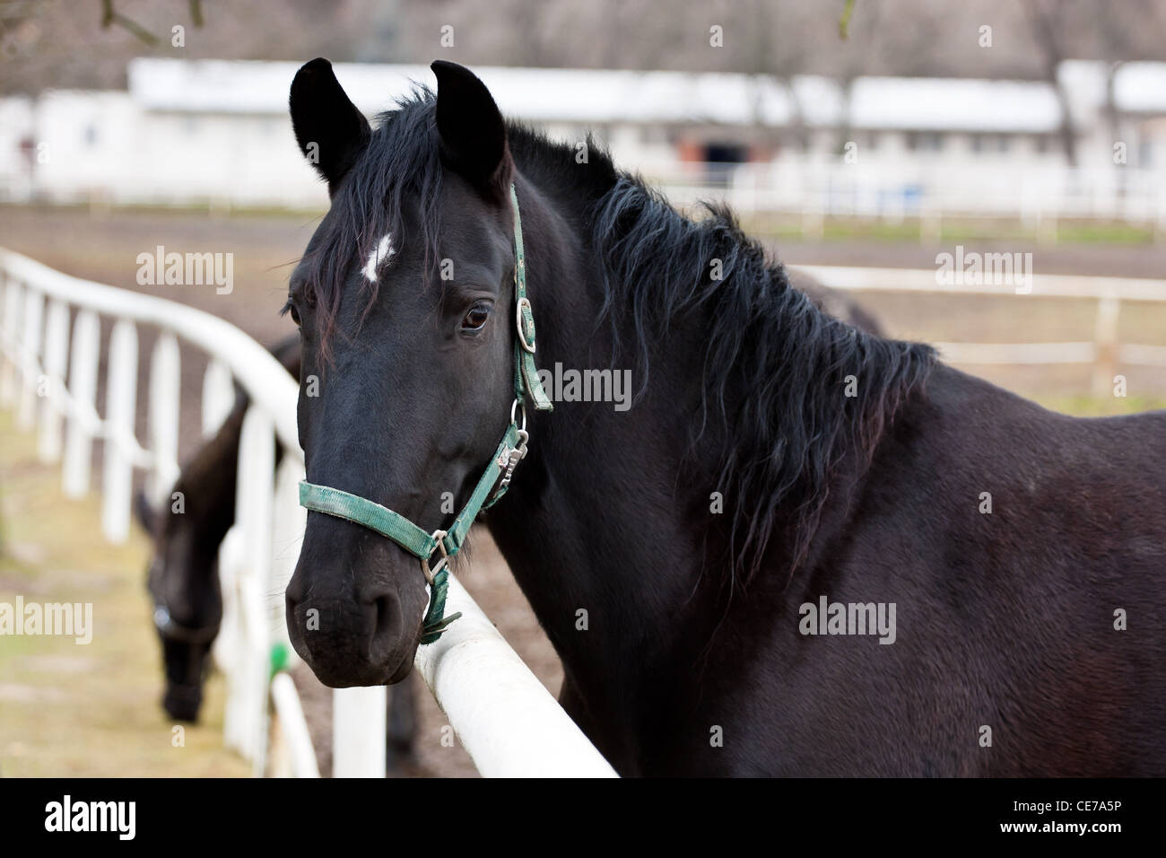 Black thoroughbred horse rearing hi-res stock photography and images ...