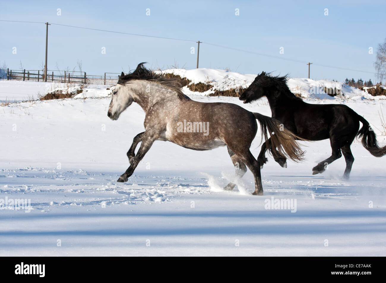 Shire horses in snow hi-res stock photography and images - Alamy