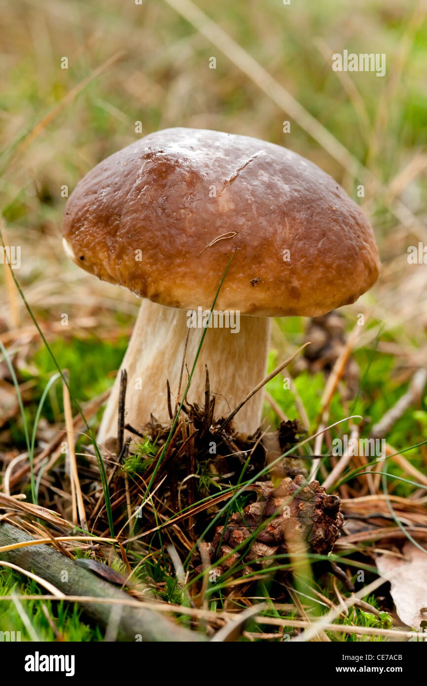 Beautiful fresh pine bolete (Boletus pinophilus) growing in the forest ...
