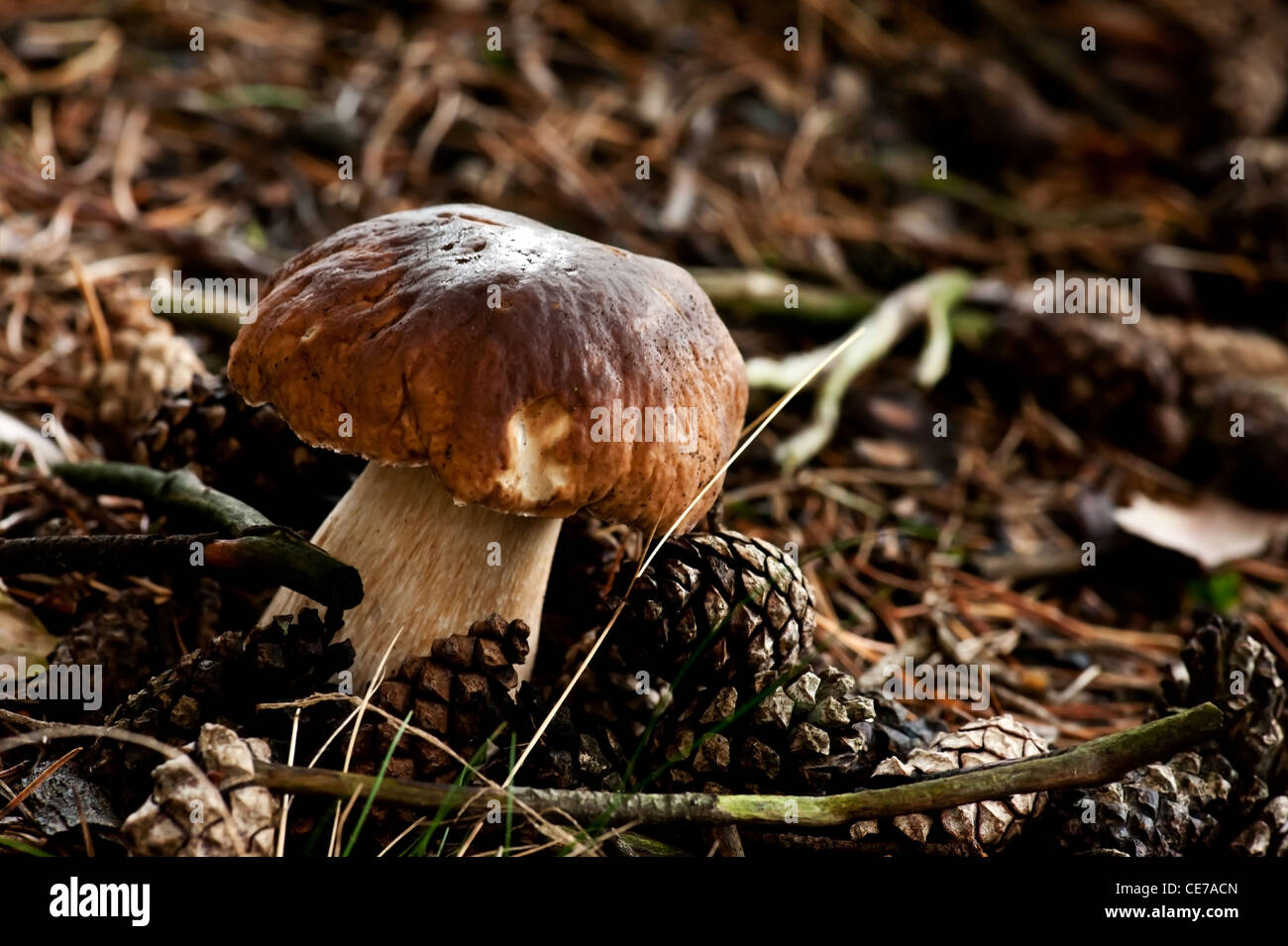 Beautiful fresh pine bolete (Boletus pinophilus) growing in the forest ...