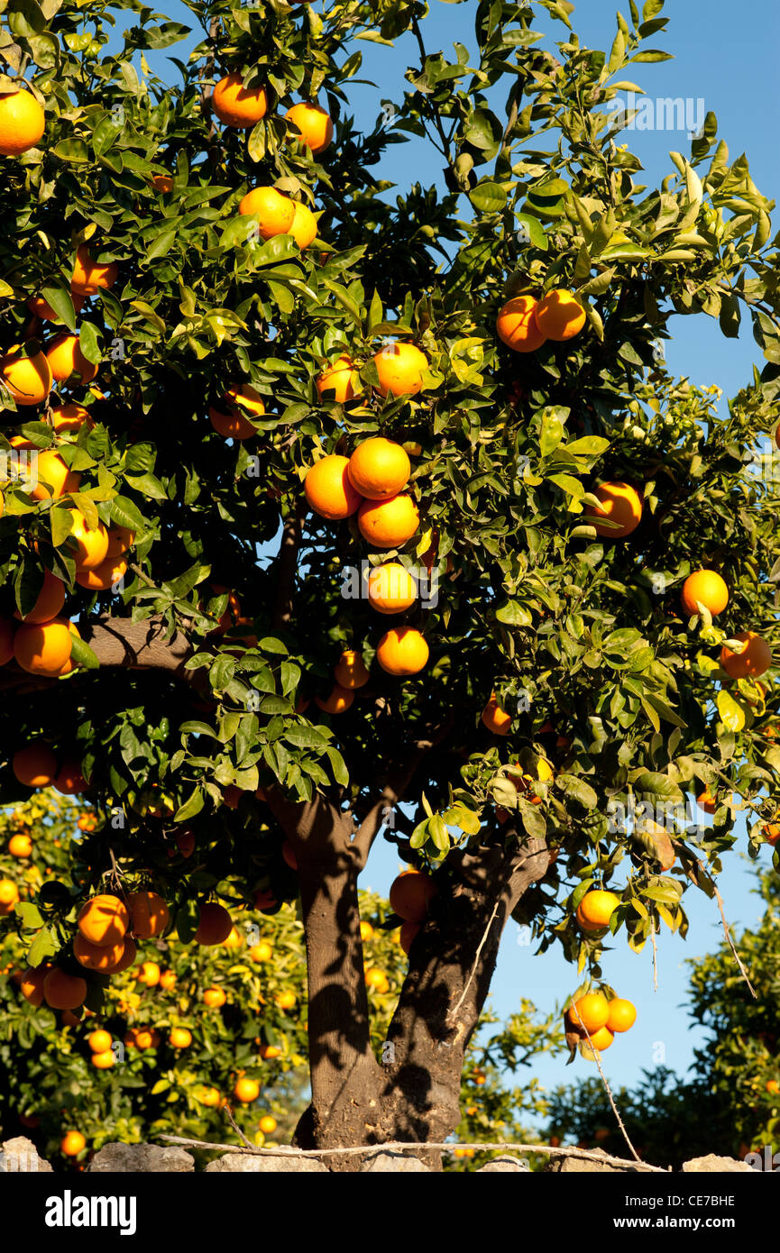 Orange tree loaded with ripe fruit waiting to be picked Stock Photo - Alamy