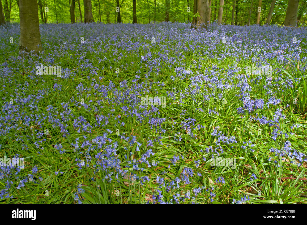 Chalkney wood hi-res stock photography and images - Alamy