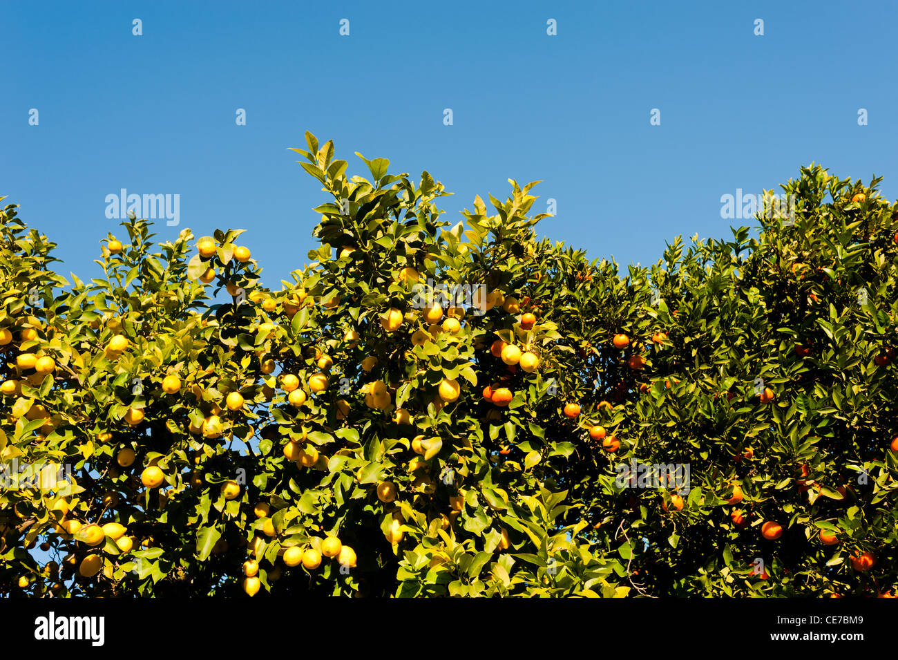 Orange and lemon tree growing together and loaded with ripe fruit Stock ...