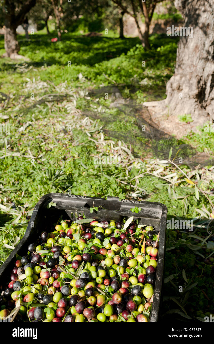 Crates full of olives waiting to be picked up Stock Photo - Alamy