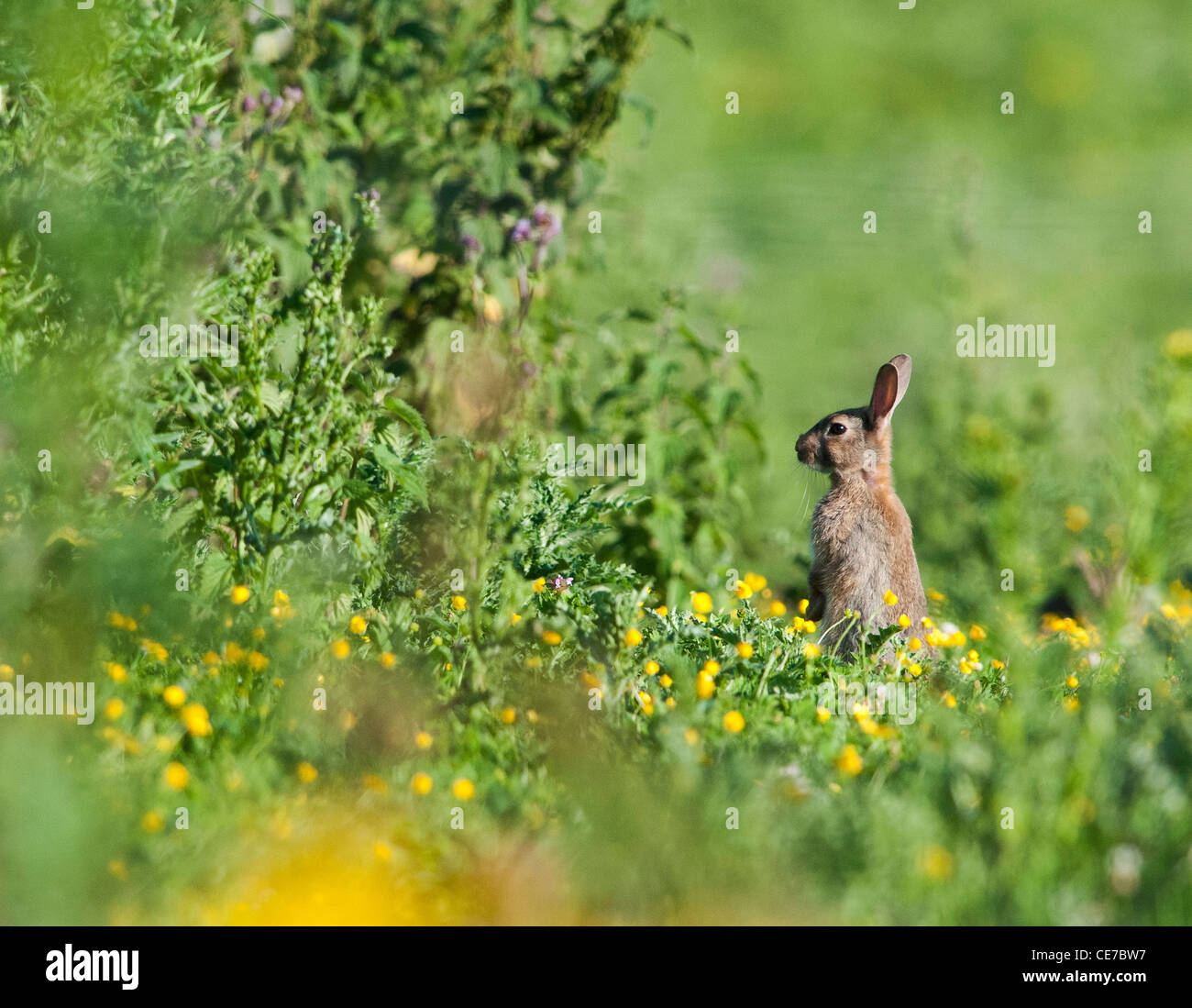 Common Rabbit (Oryctolagus cuniculus Stock Photo - Alamy
