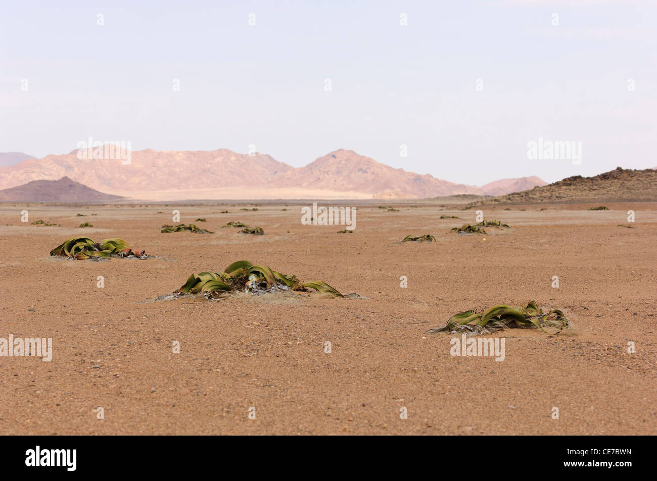 Messum crater namibia hi-res stock photography and images - Alamy