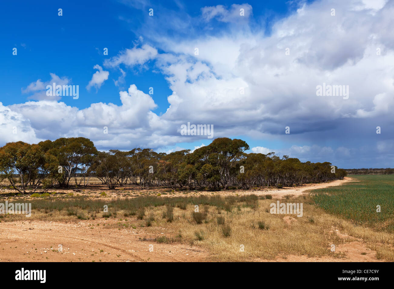 Farmland on the Loxton Road in the South Australian Riverland Stock ...