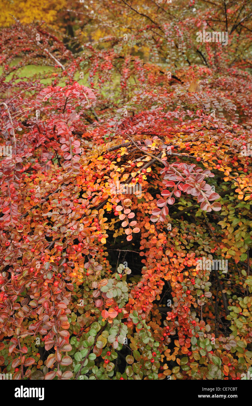 Bushes in colourful autumn colours Stock Photo - Alamy