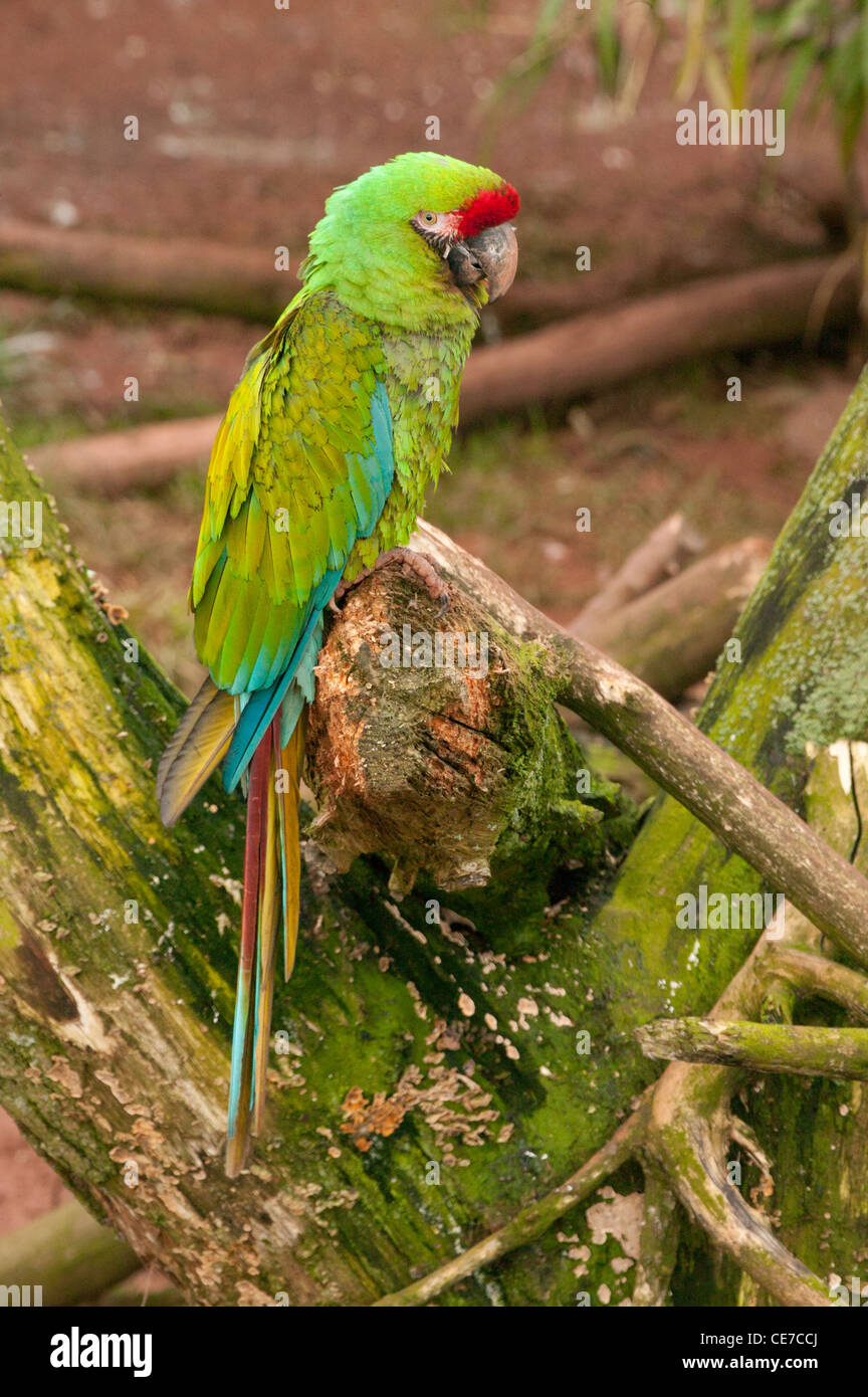 Great Green Macaw, Ara ambiguus perched on a rotten log Stock Photo - Alamy