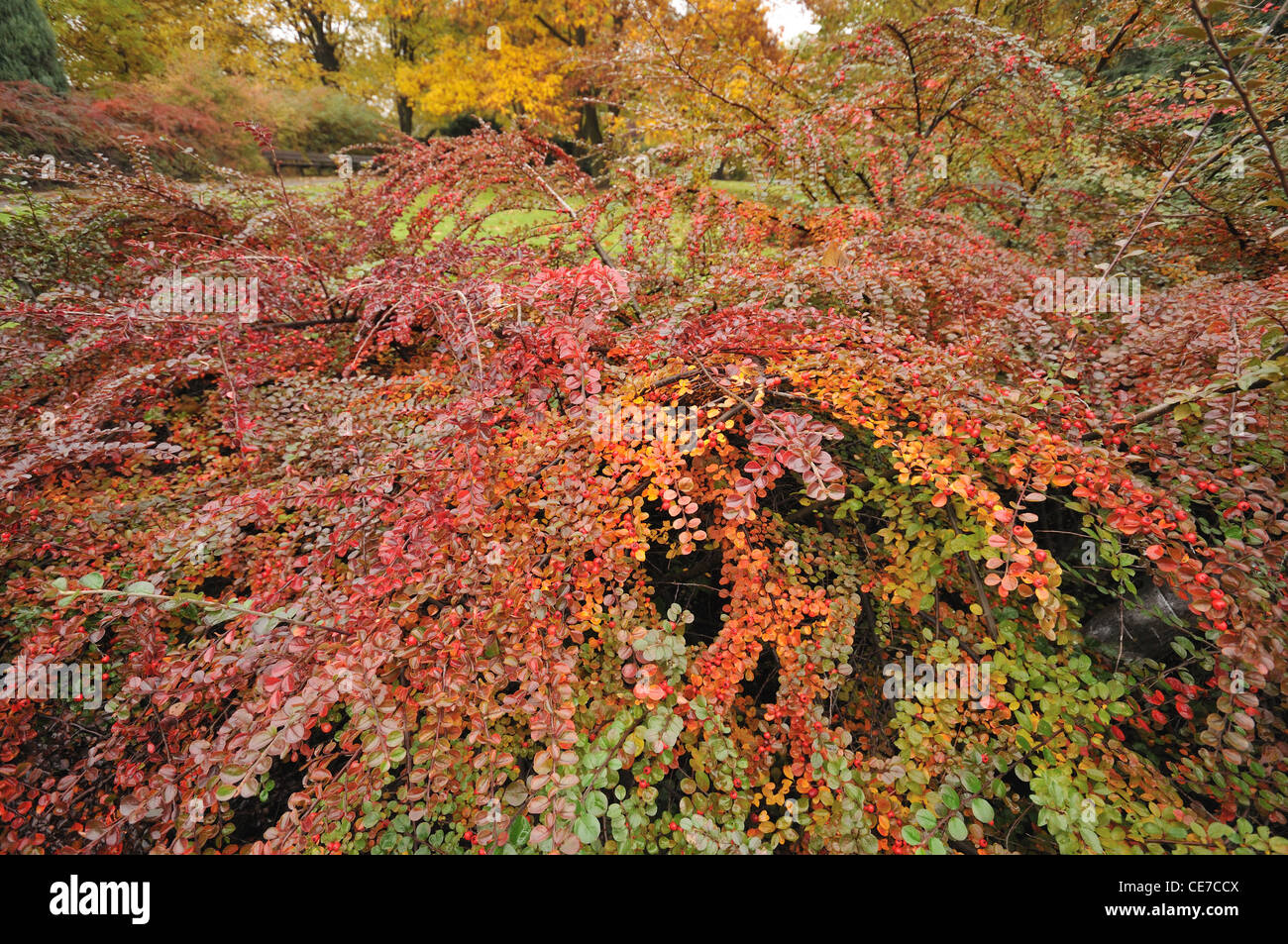 Bushes in colourful autumn colours Stock Photo - Alamy
