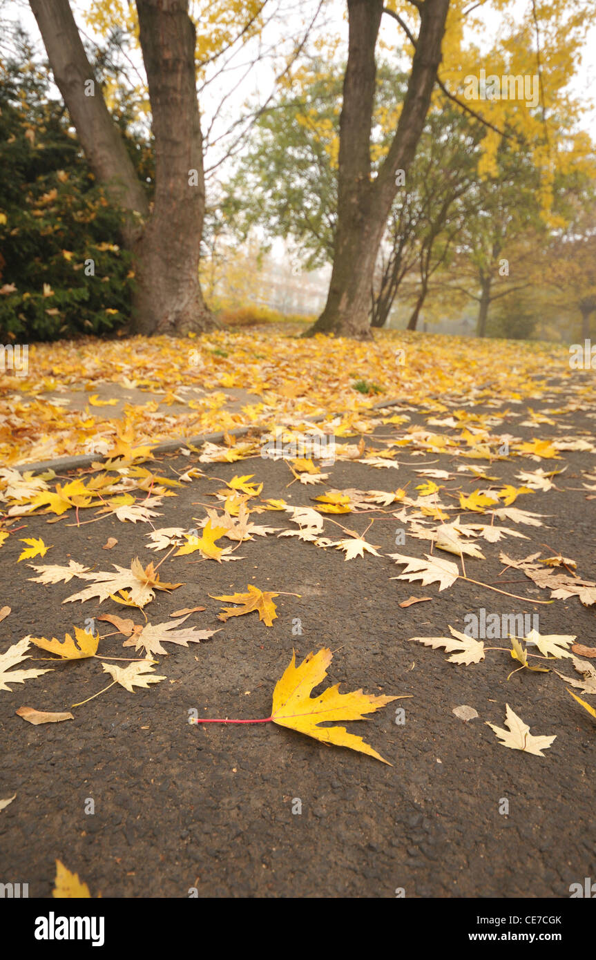 Autumn in park fallen leaves hi-res stock photography and images - Alamy
