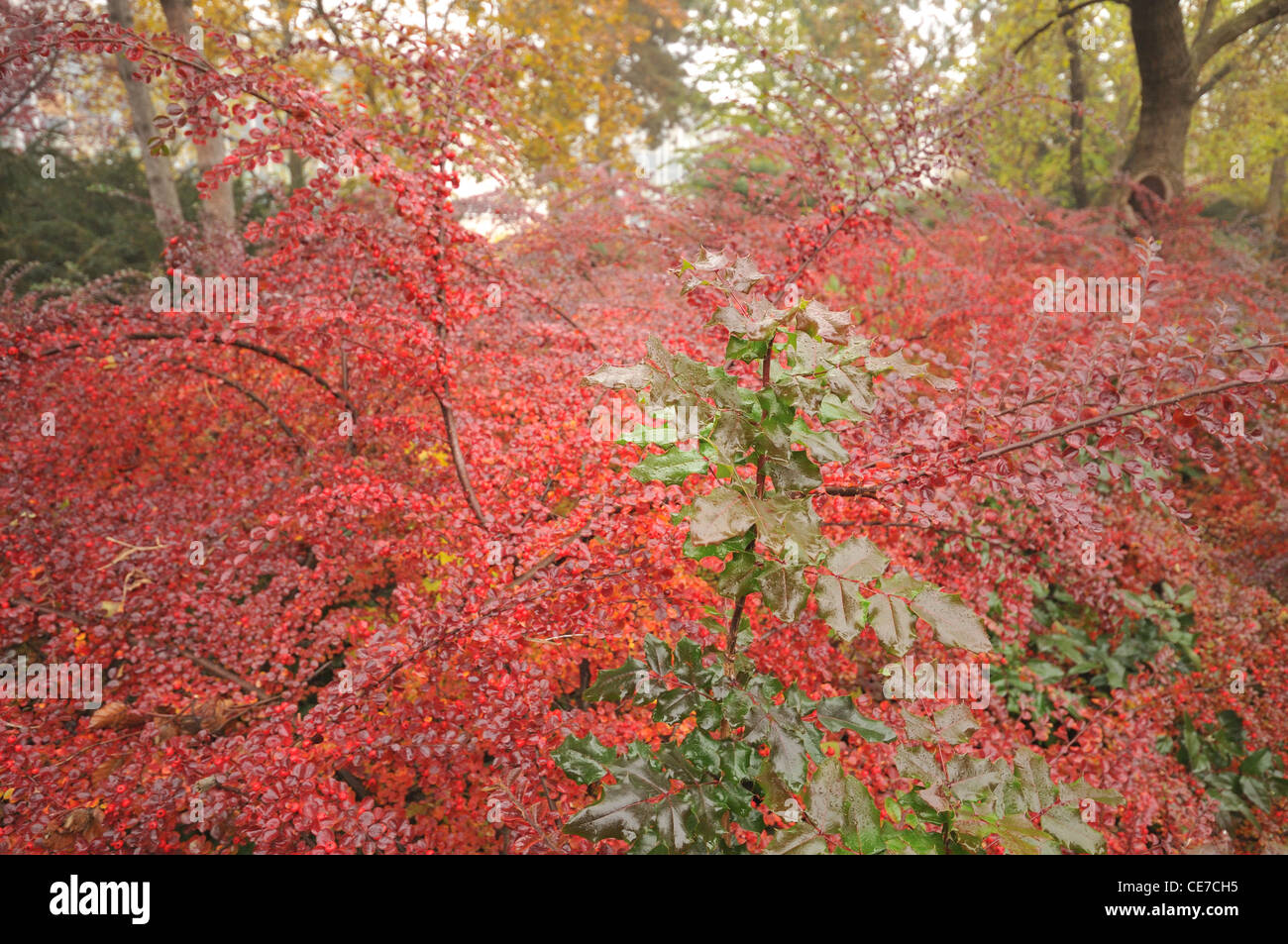 Bushes in colourful autumn colours Stock Photo - Alamy