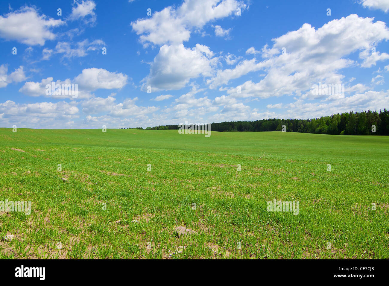Green agricultural sow field with a blue sky Stock Photo - Alamy