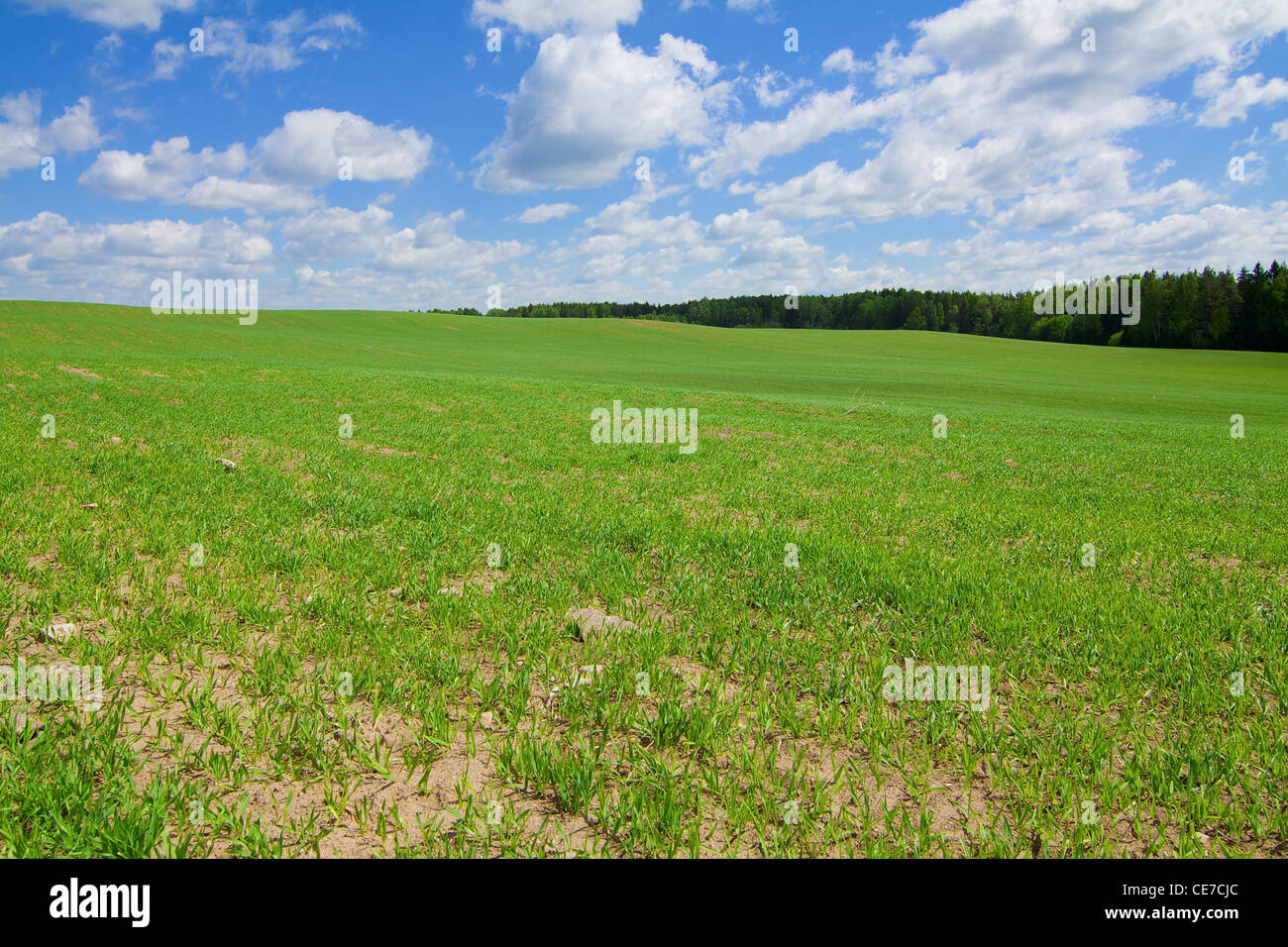 Green agricultural sow field with a blue sky Stock Photo - Alamy
