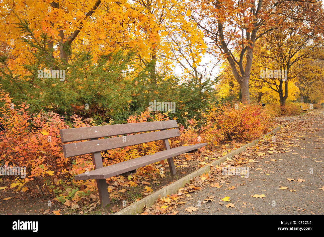 Colourful autumn in a park Stock Photo - Alamy