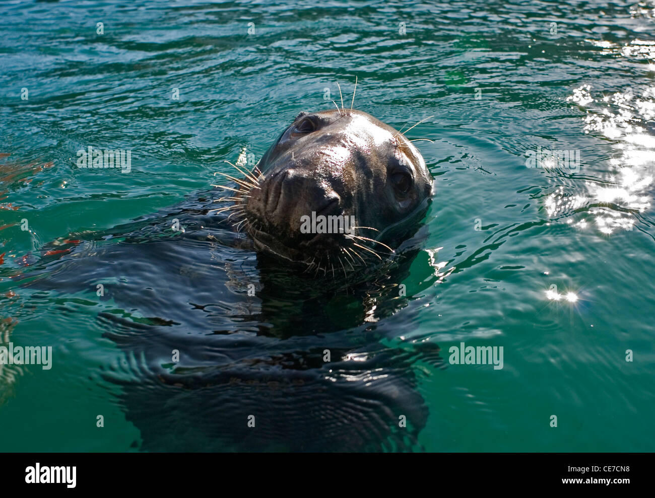 Seal face close up hi-res stock photography and images - Alamy