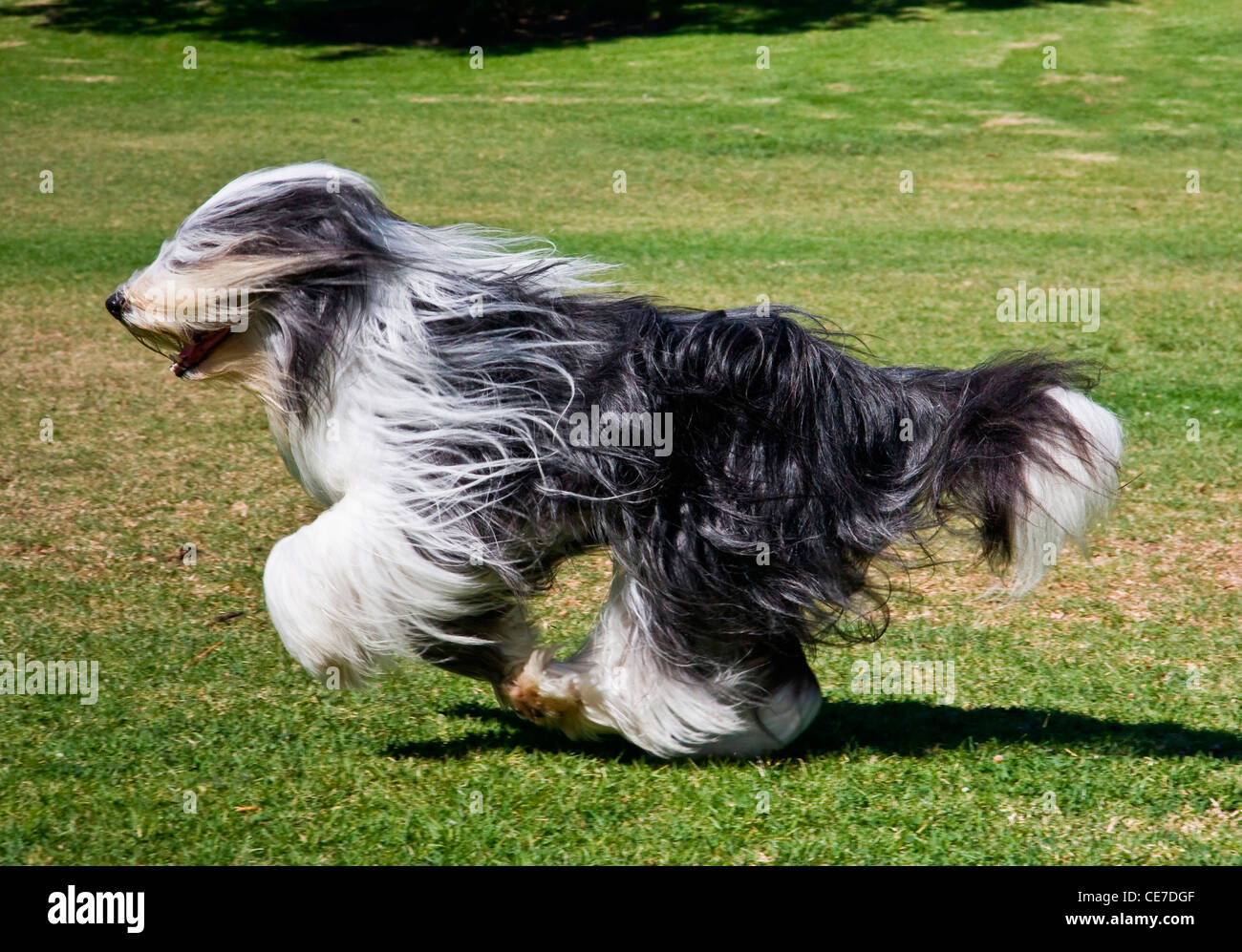 Grey and white bearded collie hi-res stock photography and images - Alamy
