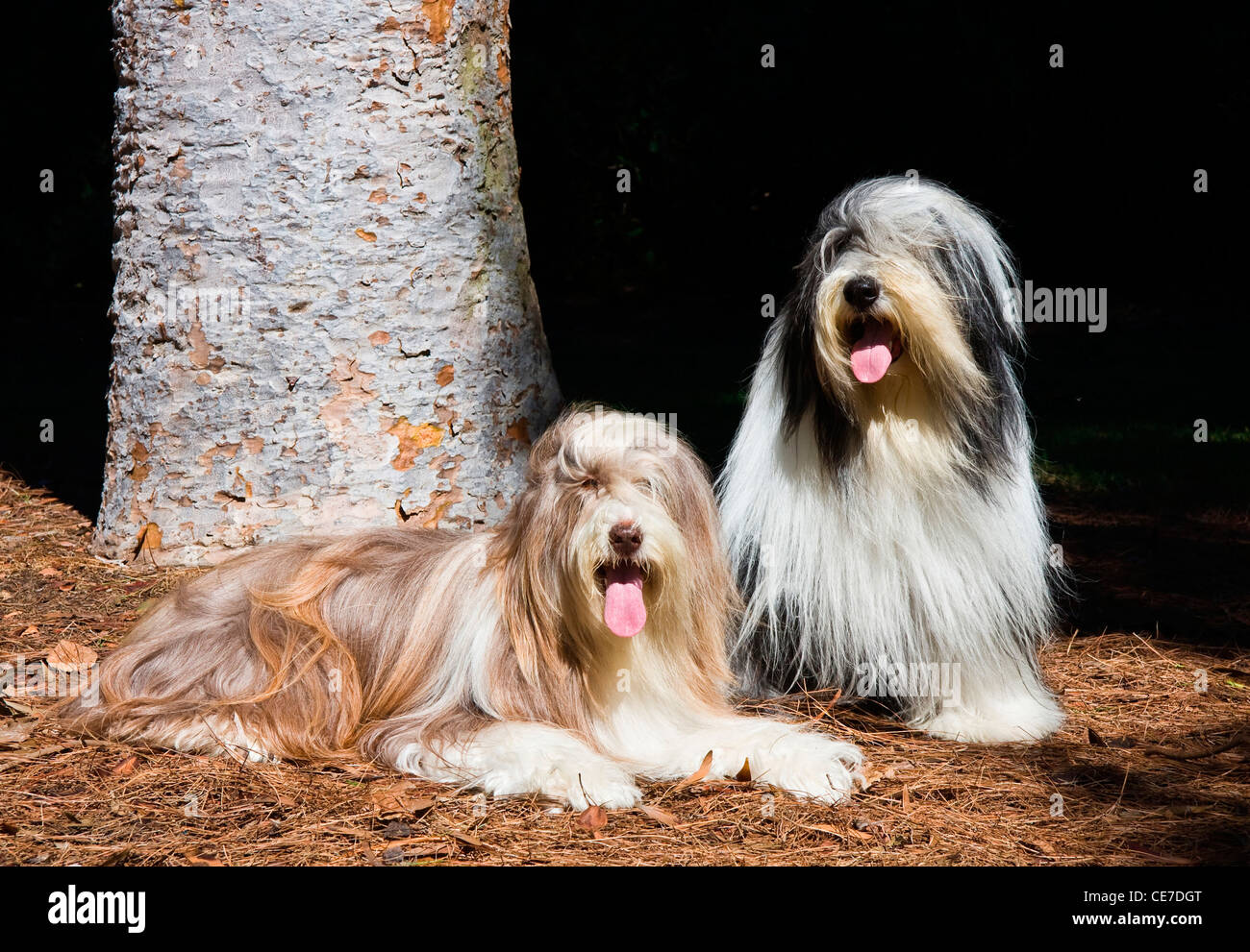 Two Bearded Collies together under a tree Stock Photo - Alamy
