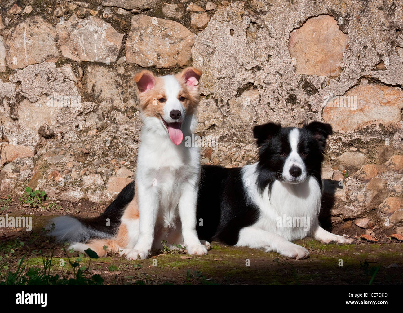An adult Border Collie lying next to a Border Collie puppy against a ...