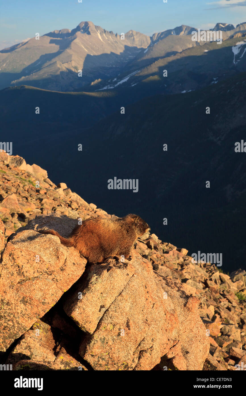 USA, Colorado, Rocky Mountain National Park, Yellow-bellied Marmot ...