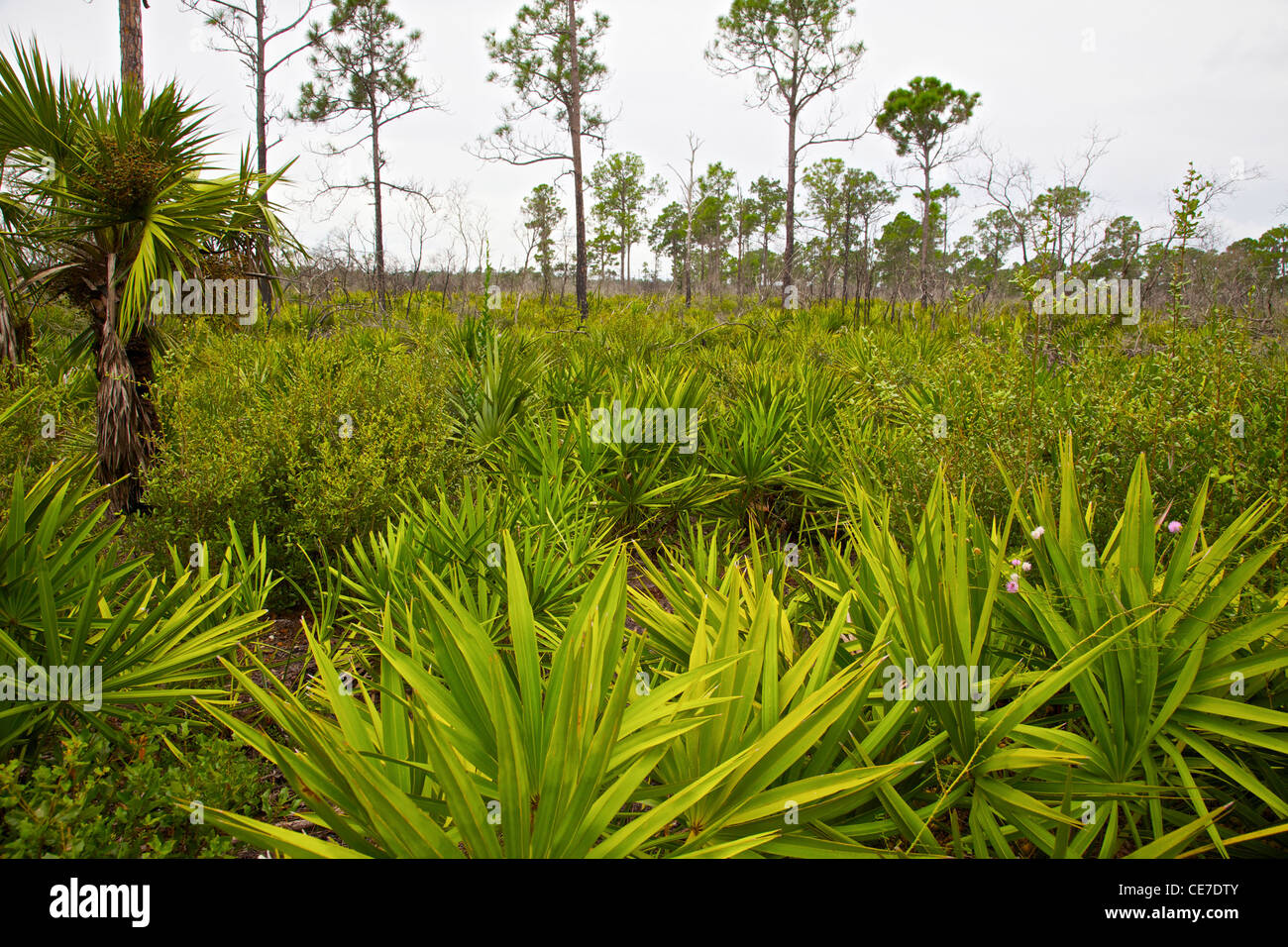 Florida scrub habitat hi-res stock photography and images - Alamy
