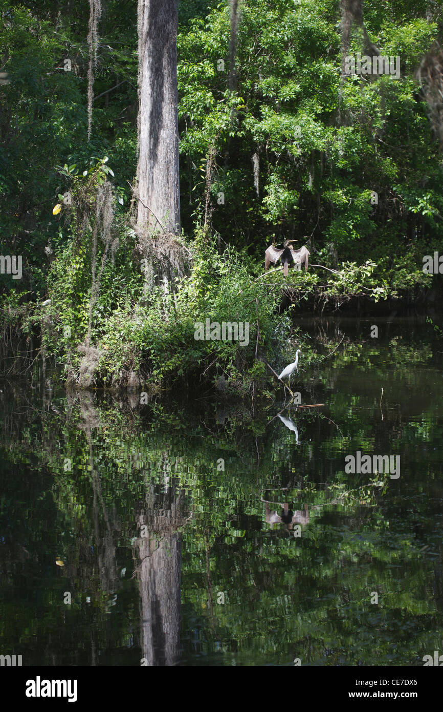 Big cypress national preserve park hi-res stock photography and images ...