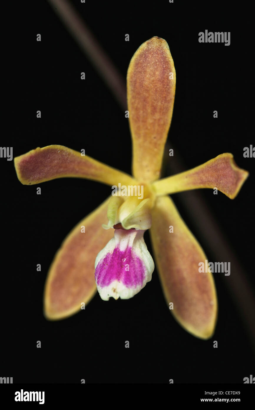 USA, Florida, Naples, native orchids, Butterfly orchid Stock Photo - Alamy