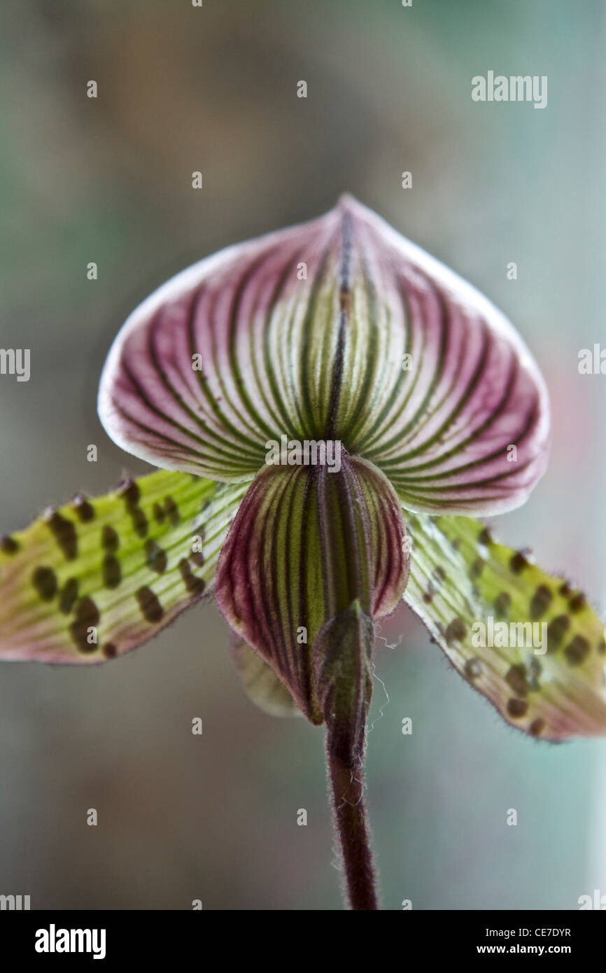 Naples florida usa paphiopedilum hybrid hi-res stock photography and ...