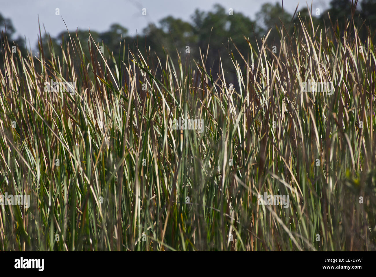 USA, Florida, Big Cypress Preserve cat tails Stock Photo - Alamy