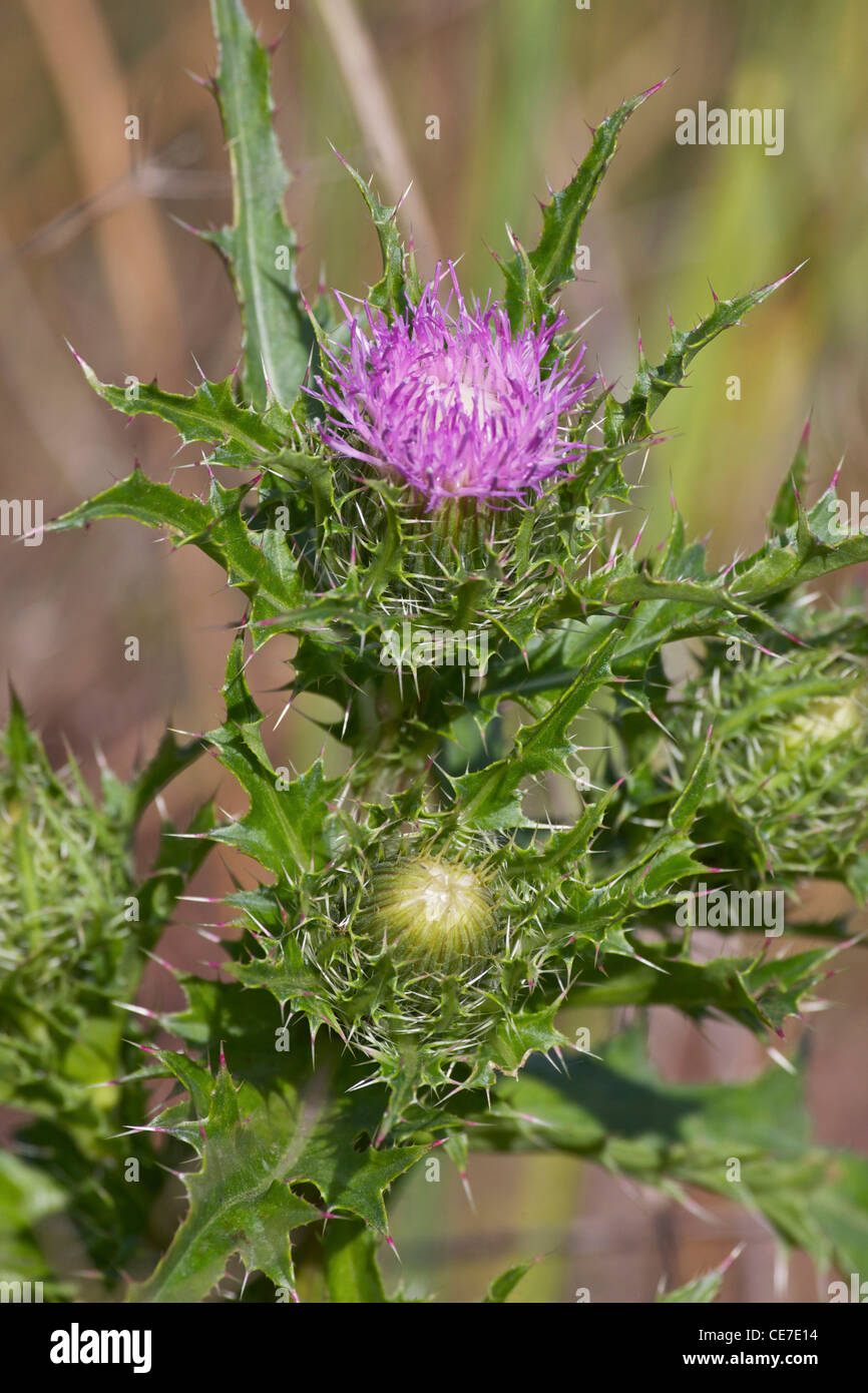 USA, Florida, Big Cypress thistle Stock Photo - Alamy