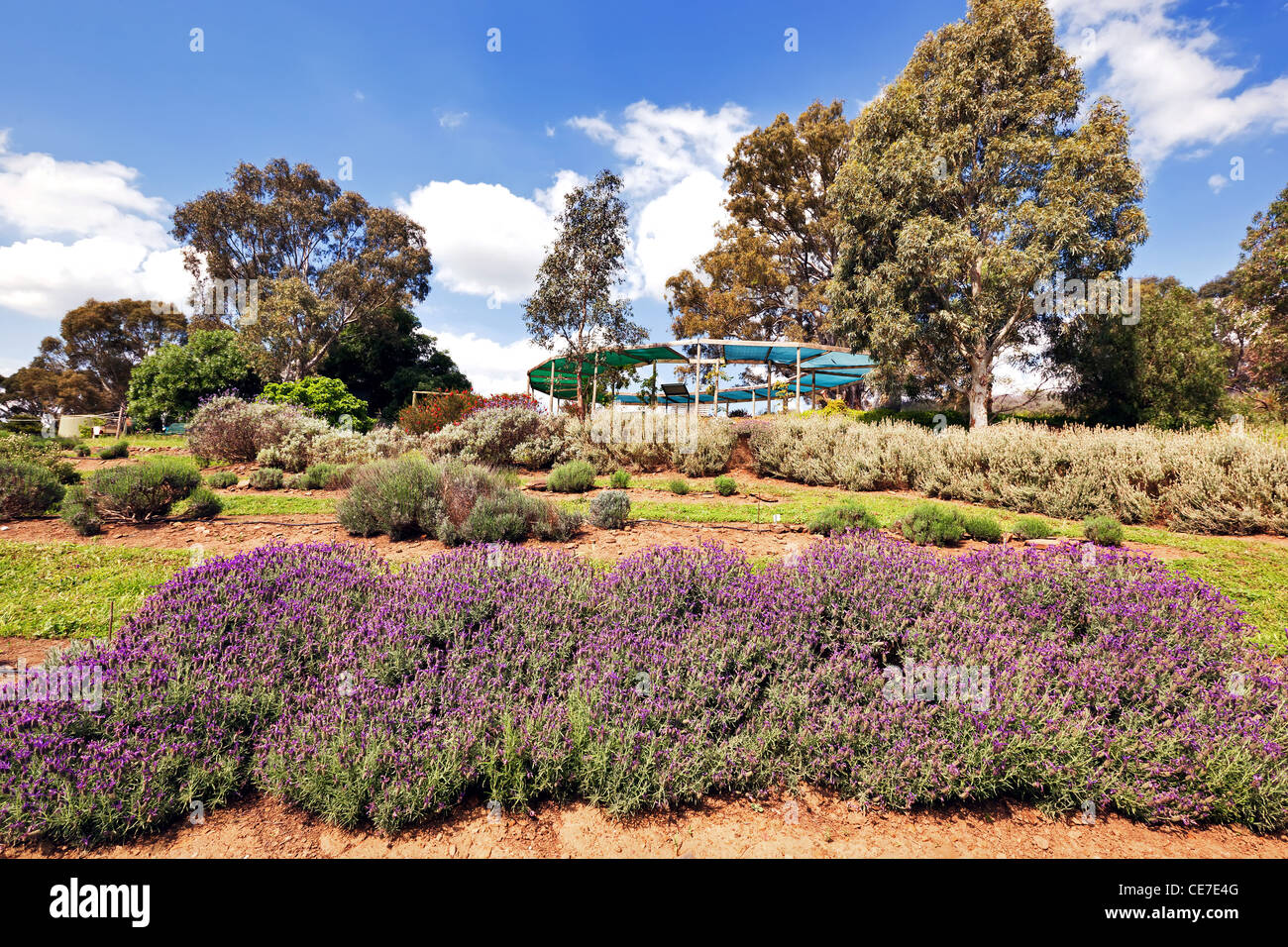 Lavender farm hi-res stock photography and images - Alamy
