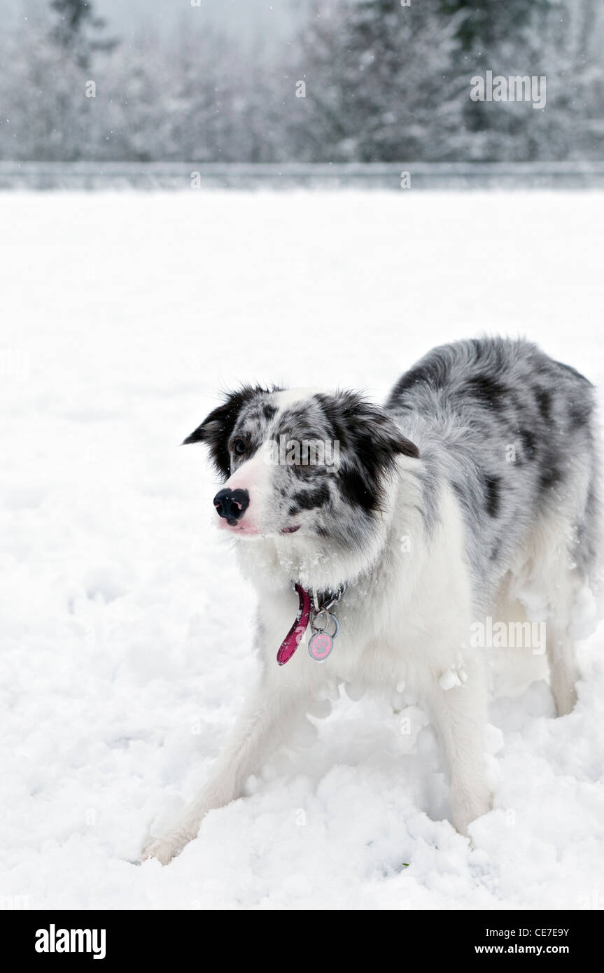 The snow dog hi-res stock photography and images - Alamy