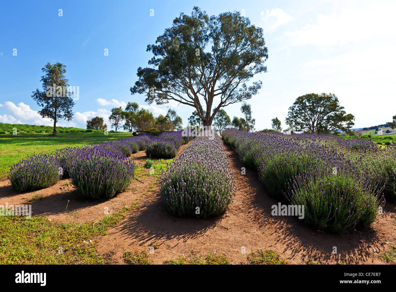Lyndoch Lavender Farm Stock Photo - Alamy