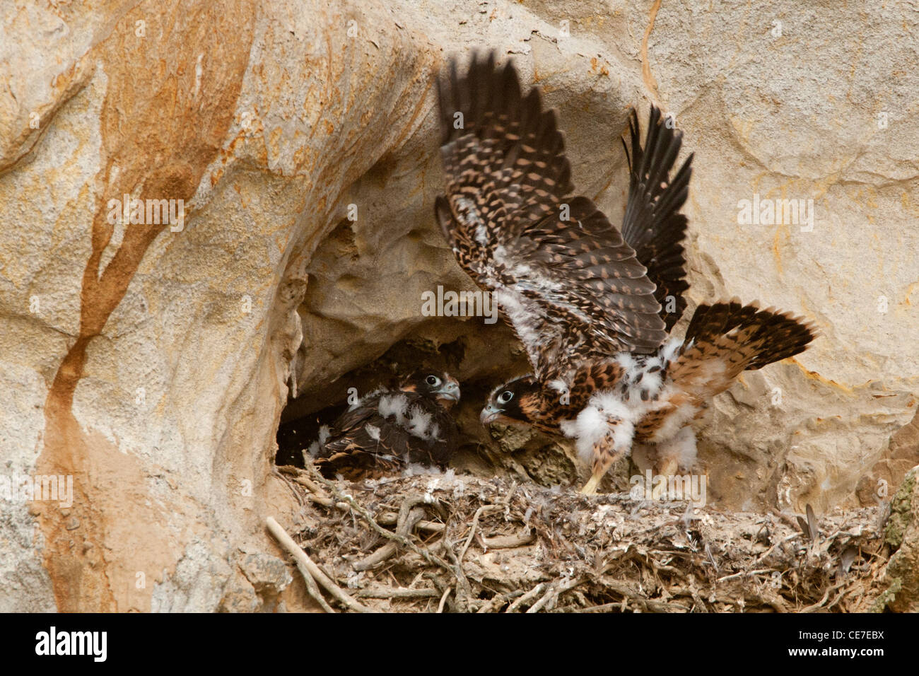 The falcon nest hi-res stock photography and images - Alamy